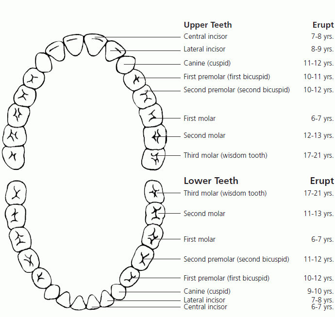 Crime Blog: Permanent Teeth Not Replicas | Crime Museum
